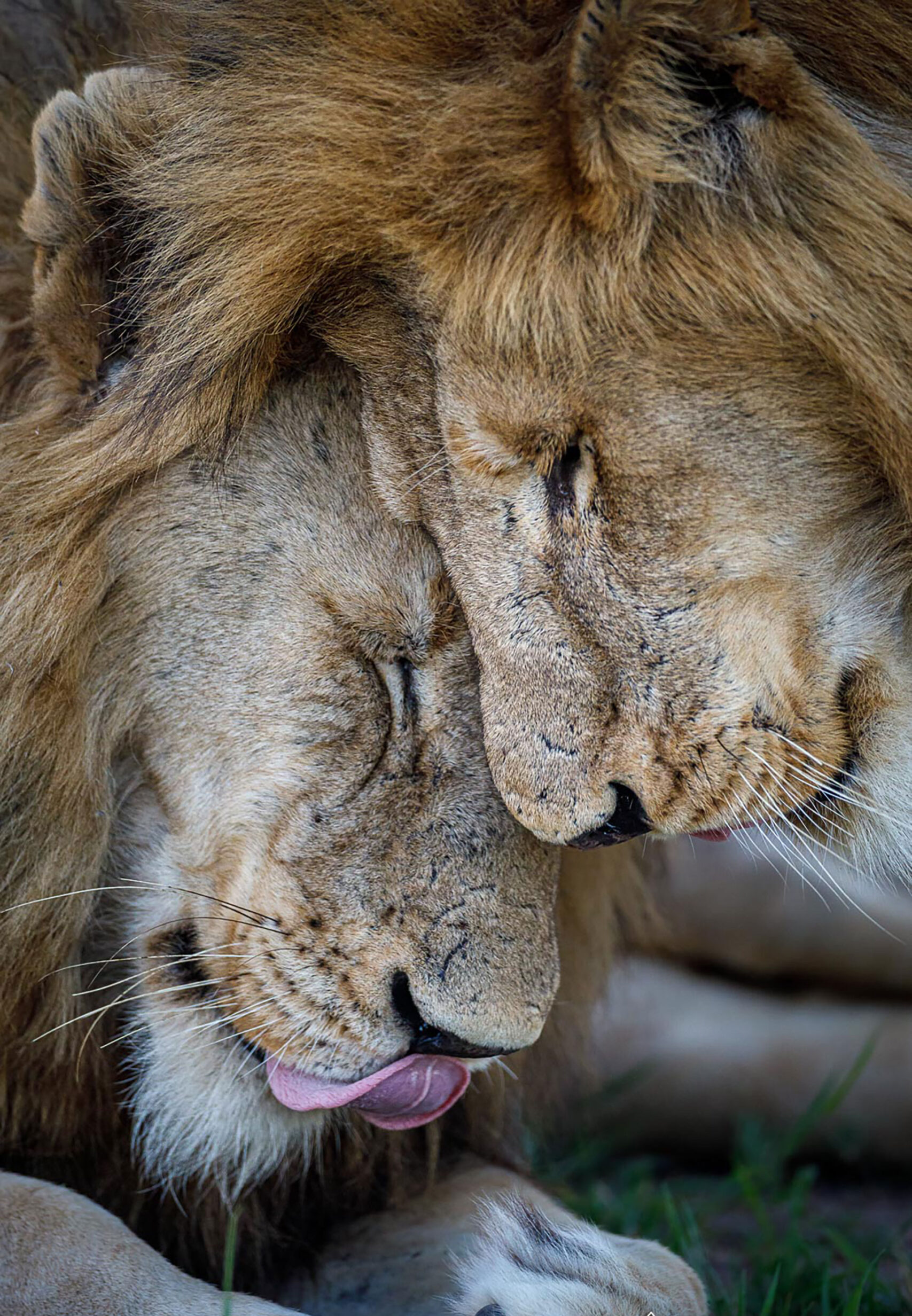 Tanda Tula | Live Life Travels